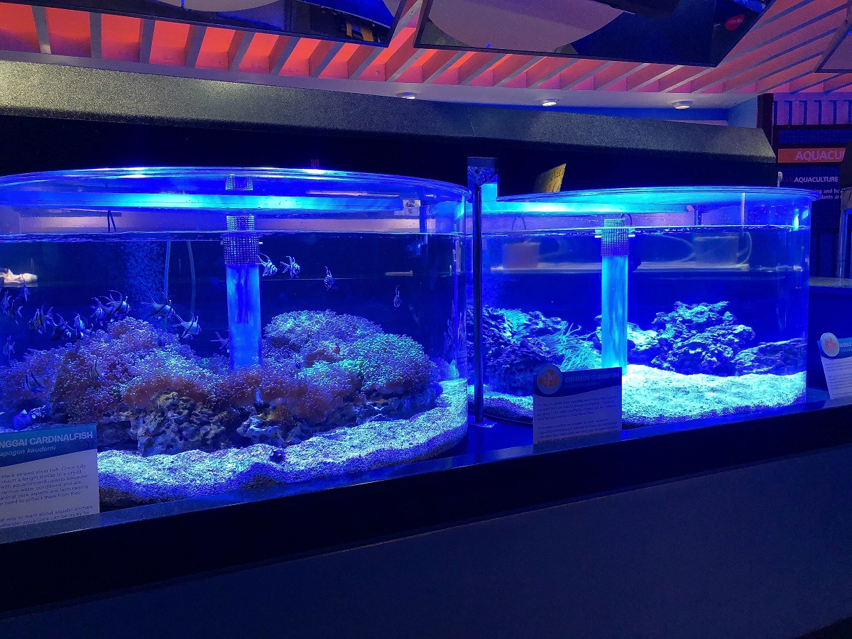 The Seas Main Tank and Exhibits | EPCOT